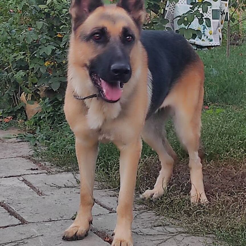 Восточно европейская овчарка