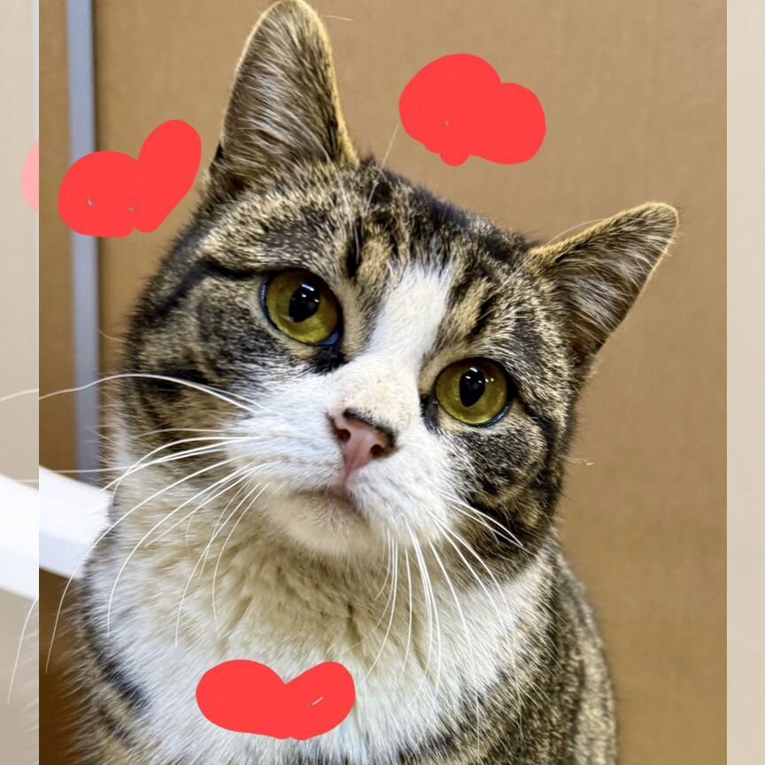 Взрослая, кошка в добрые руки