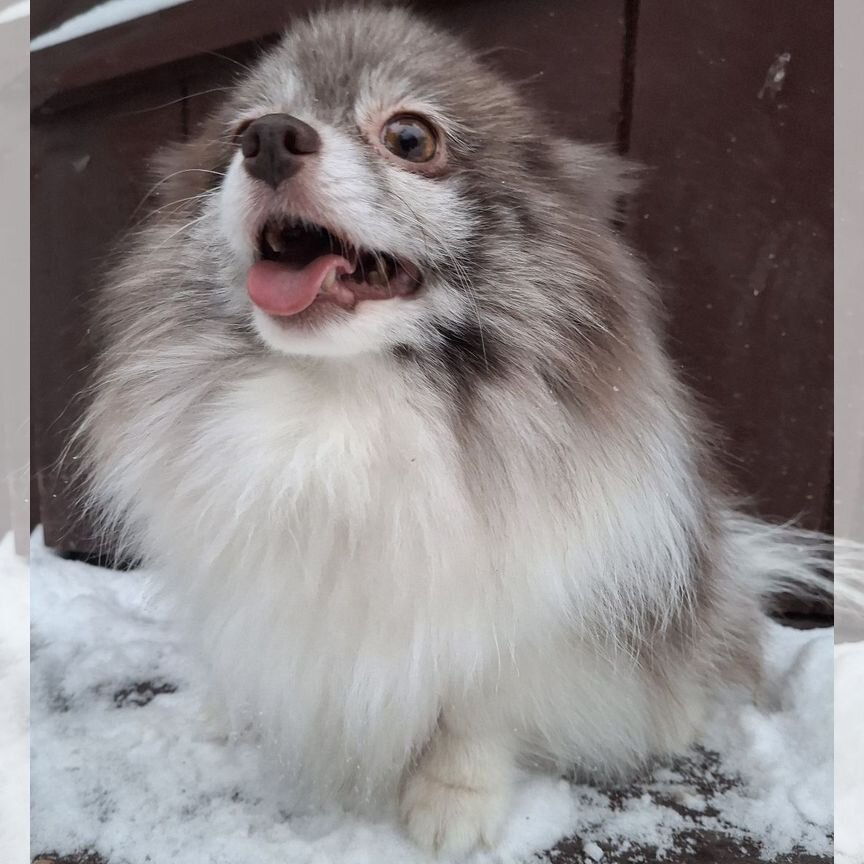 Немецкий шпиц, взрослая собака