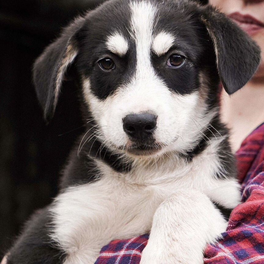 Щенки в добрые руки. Мальчики