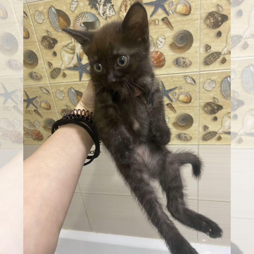 Котенок в добрые руки