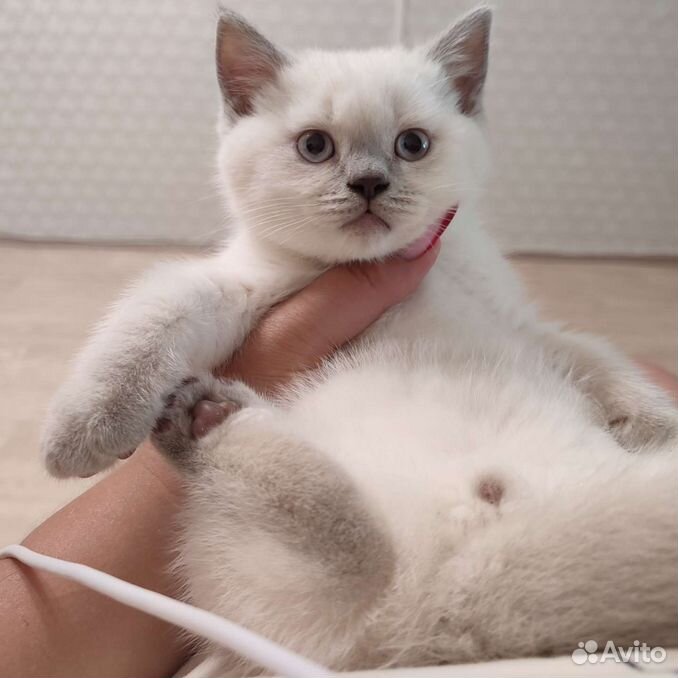 Продам шотландского котика