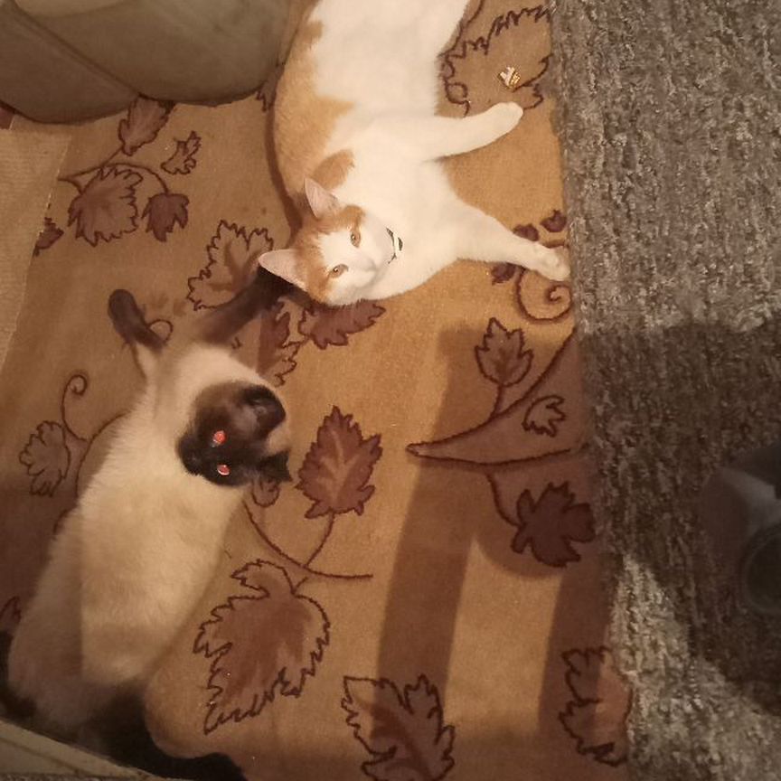 Котики