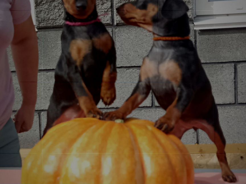 Щенки цвергпинчера Магнитогорск