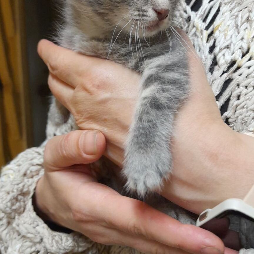 Котенок в добрые руки