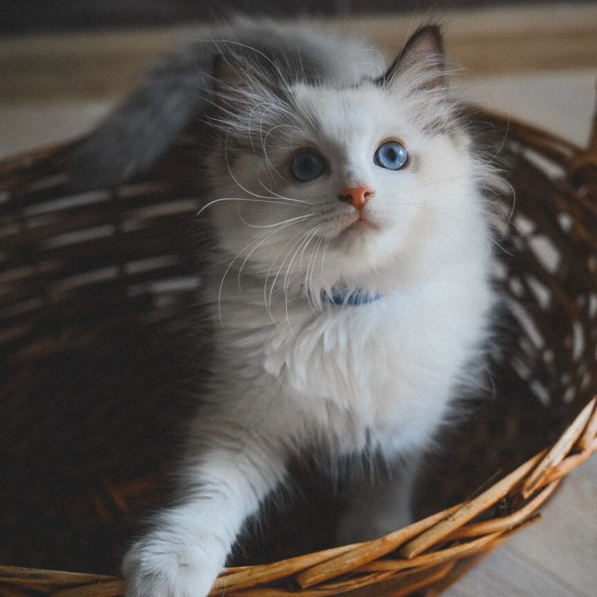 Продаётся котёнок породы Рэгдолл