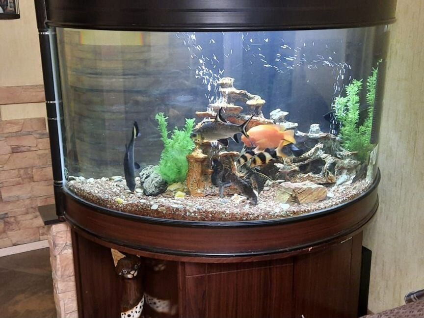 Аквариум Sun Sun Панорамный 500 л с тумбой