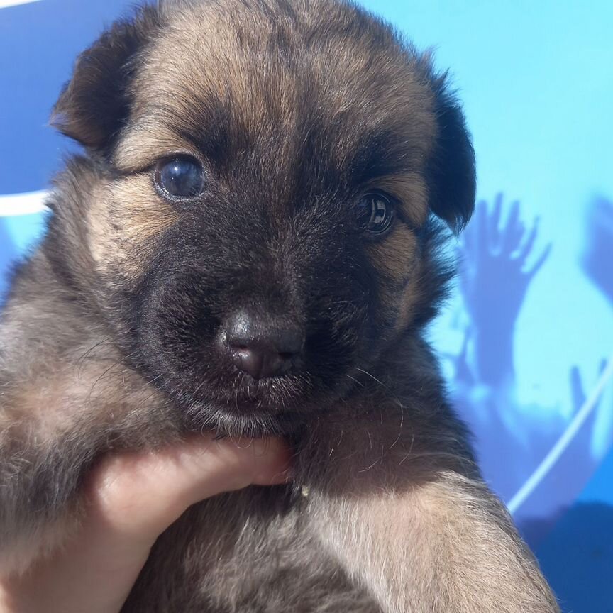 Овчарята в добрые руки