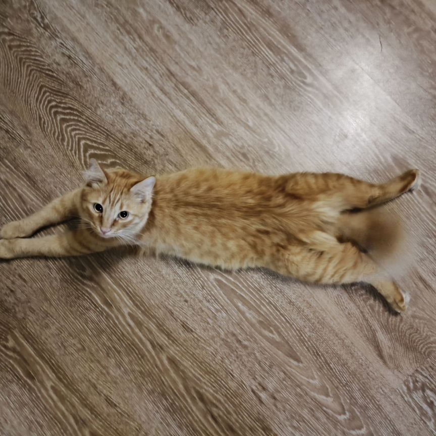 Котик в добрые руки