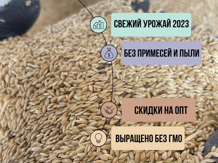 Канареечное семя