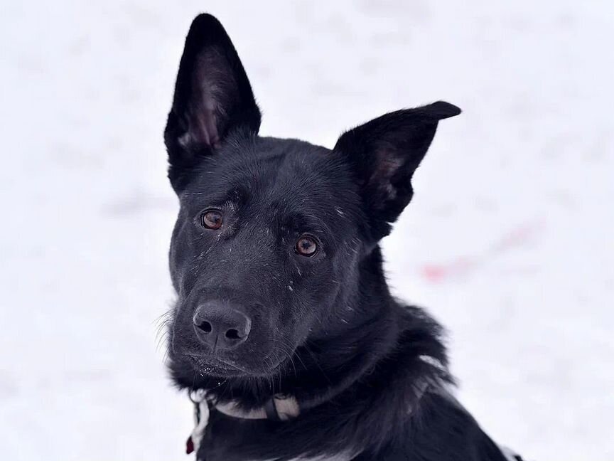 Собака в добрые руки