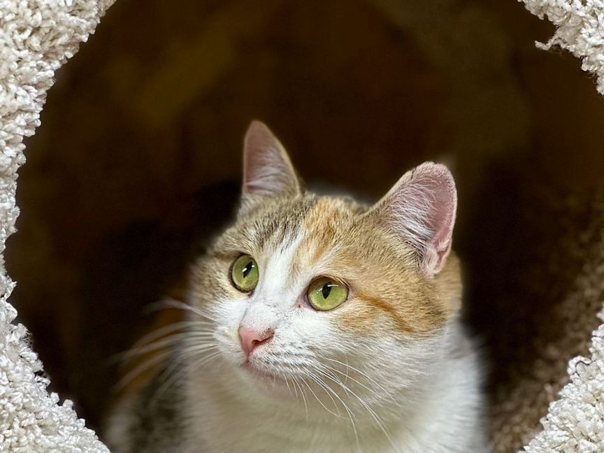 Красивая кошка Лаура в хорошую семью бесплатно