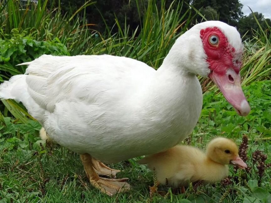 Мускусные утята индоутки