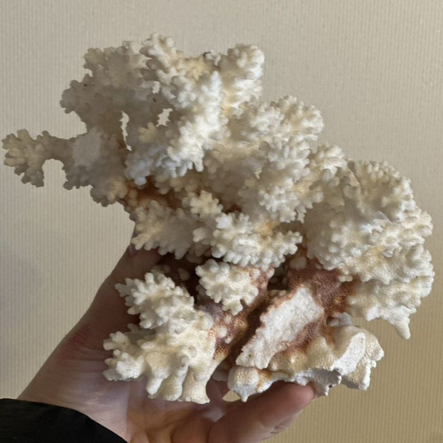 Ракушки морские коралл