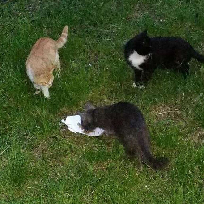 Котики И три удачи