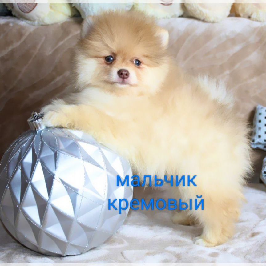 Померанский шпиц, щенок