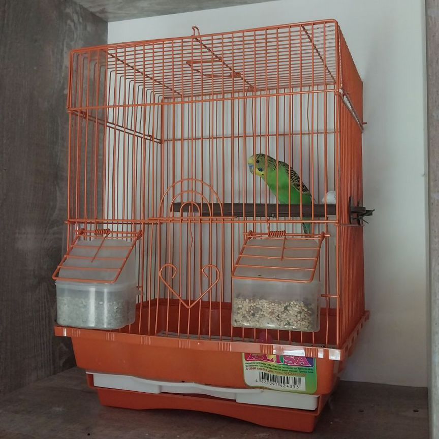 Волнистый попугай с клеткой
