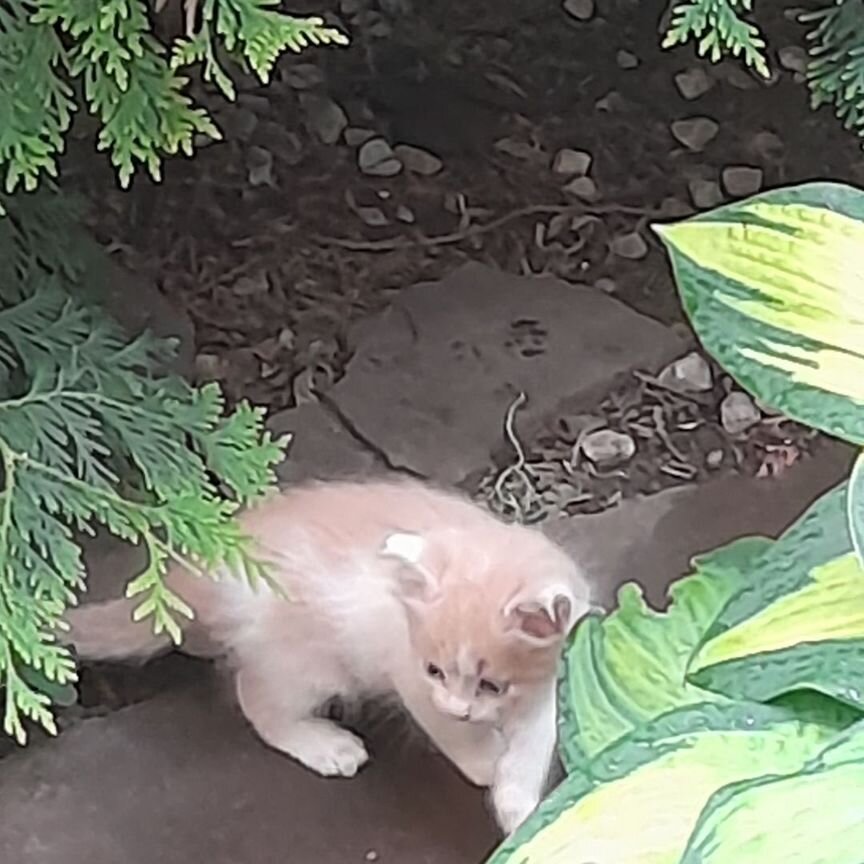 Кошка