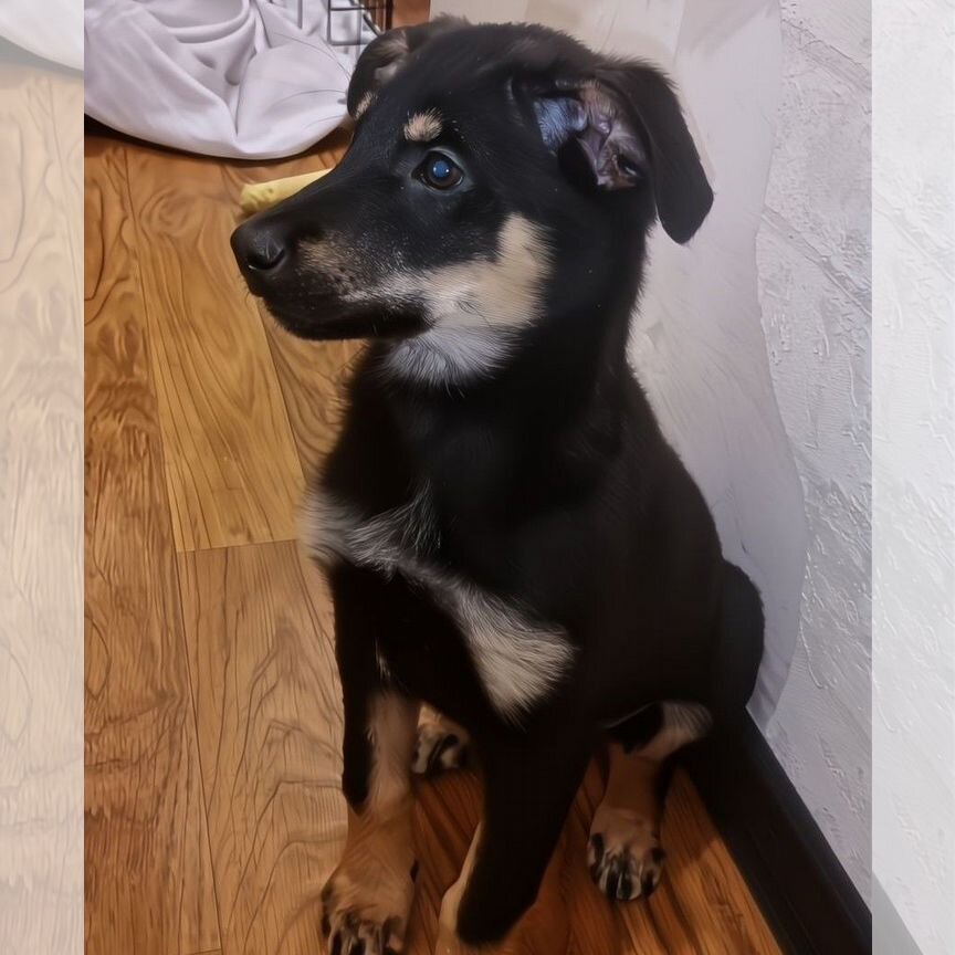 Щенок в добрые руки