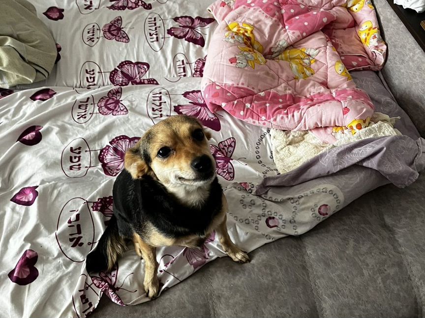 Собака в добрые руки отдам бесплатно