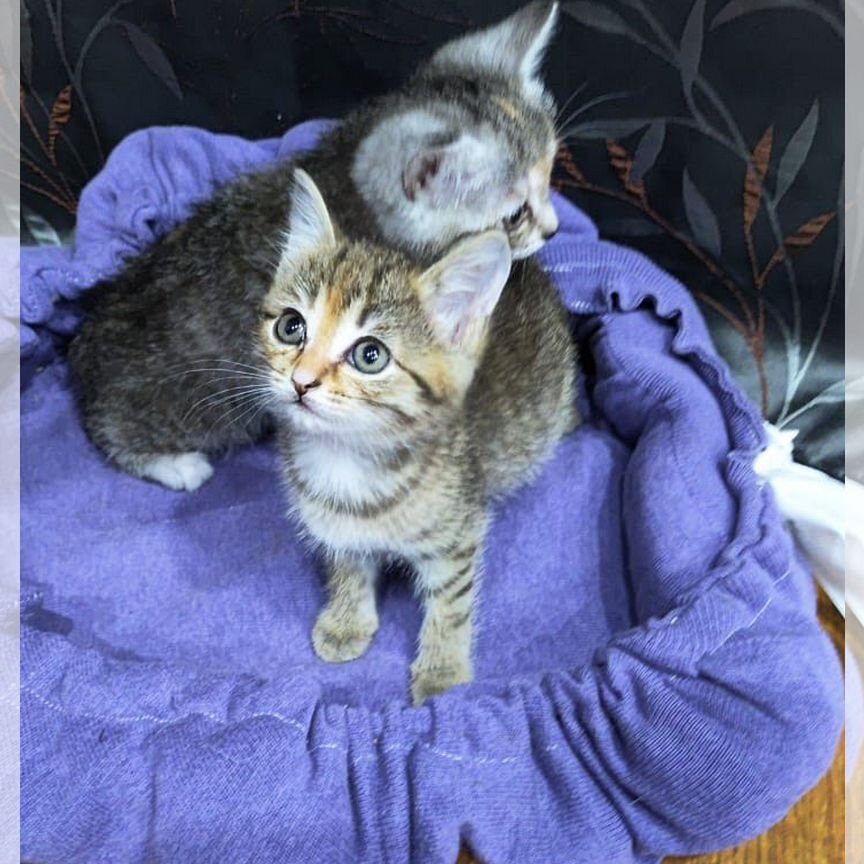 Котята в добрые руки