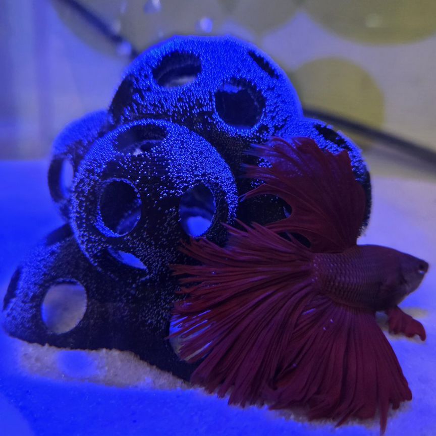 Рыбка петушок самец