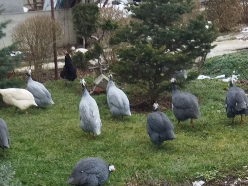 Яйцо цесарки