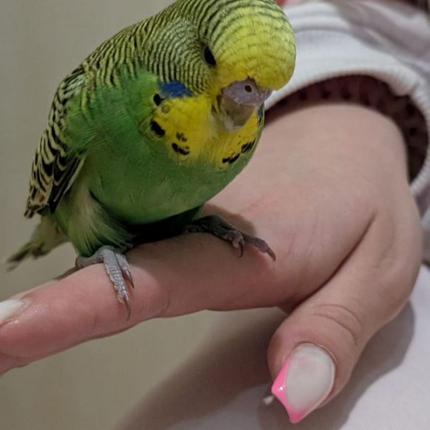 Волнистый Попугай Ручной ввп Чех