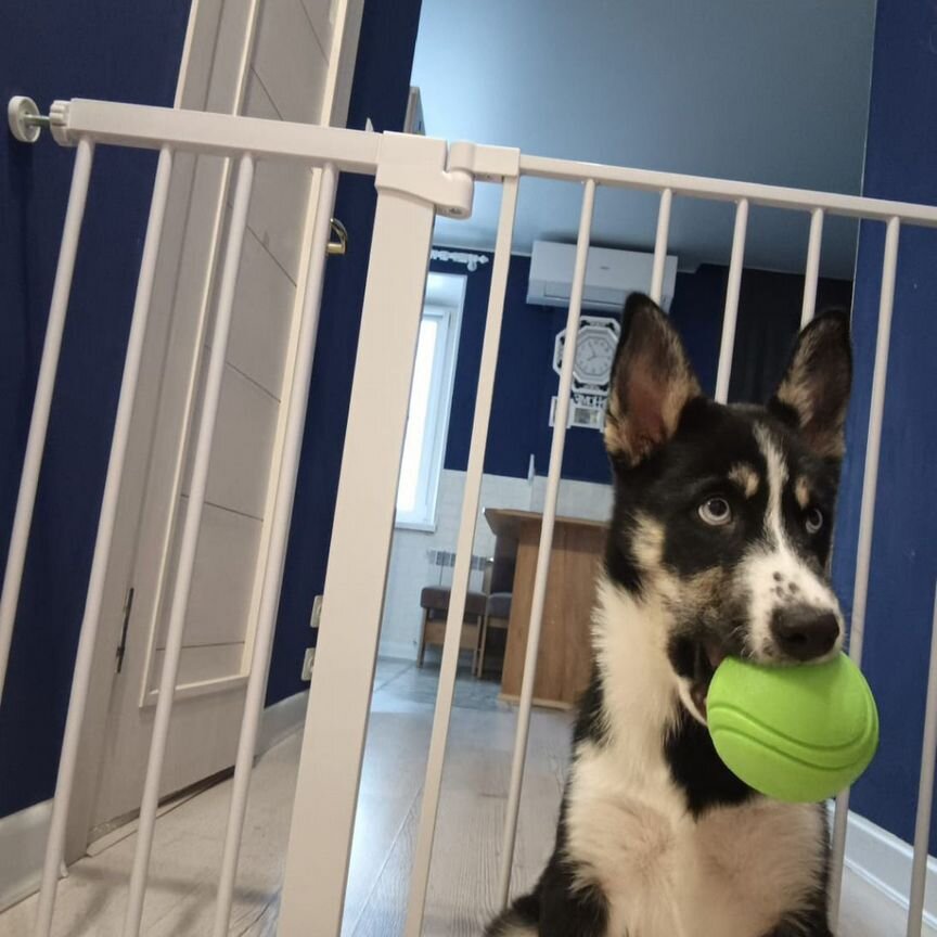 Отдам в хорошие руки хаски лайка