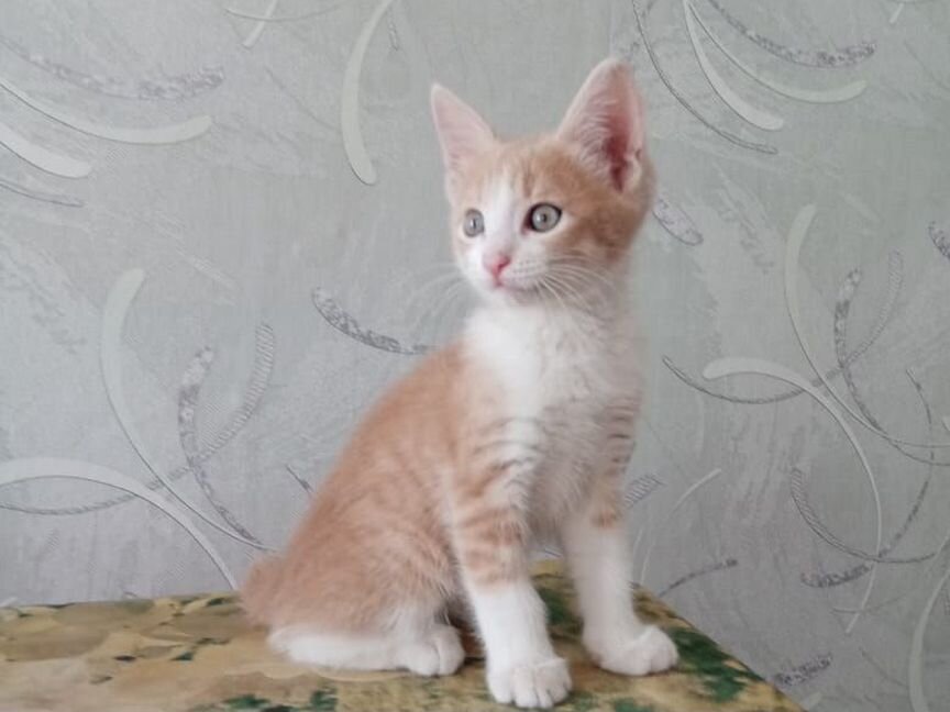 Отдам котёнка