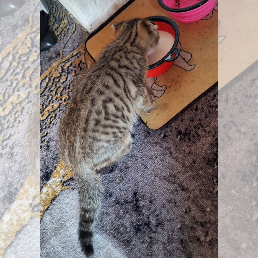 Котёнок в добрые руки