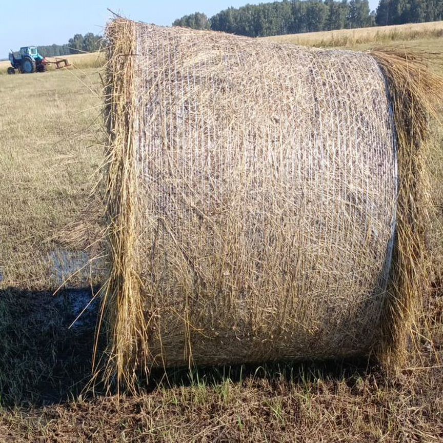 Сено солома в рулонах