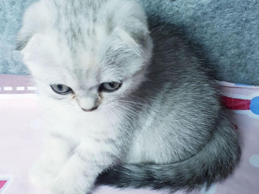 Шотландские котята