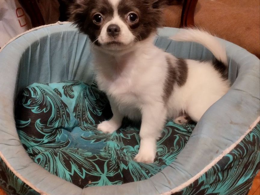 Щенки чихуахуа длинношерстные