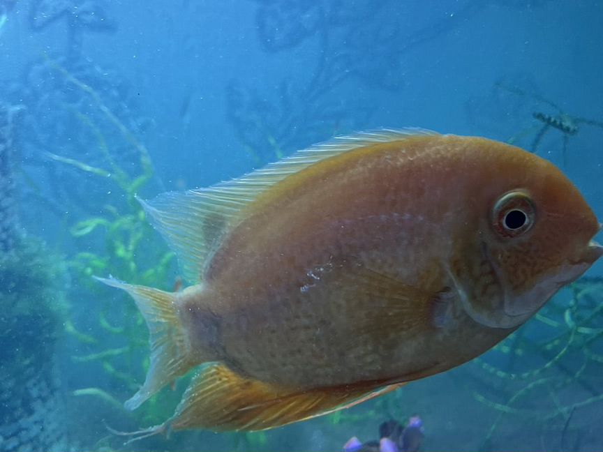 Аквариумные рыбки