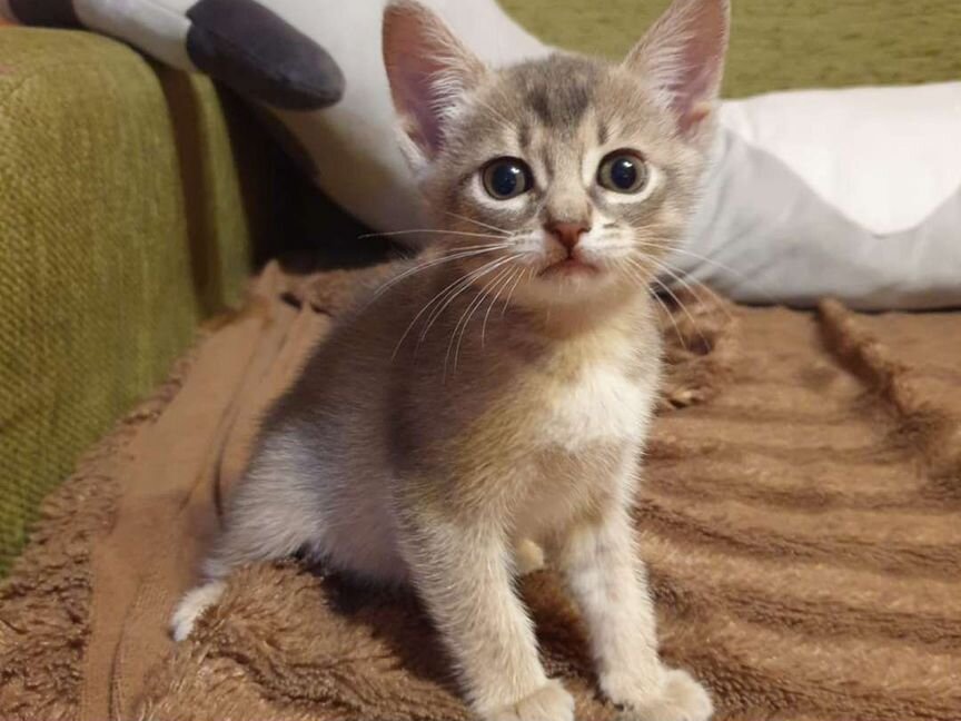 Абиссинская кошка