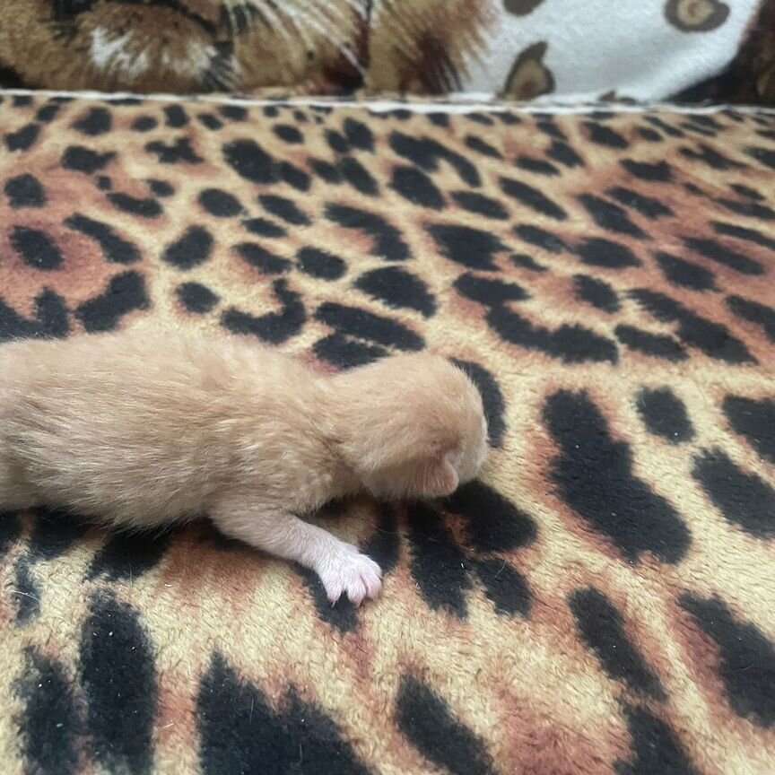 Отдам котенка