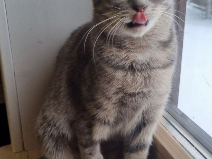 Кошка Скотиш фолд Шерри 1 год