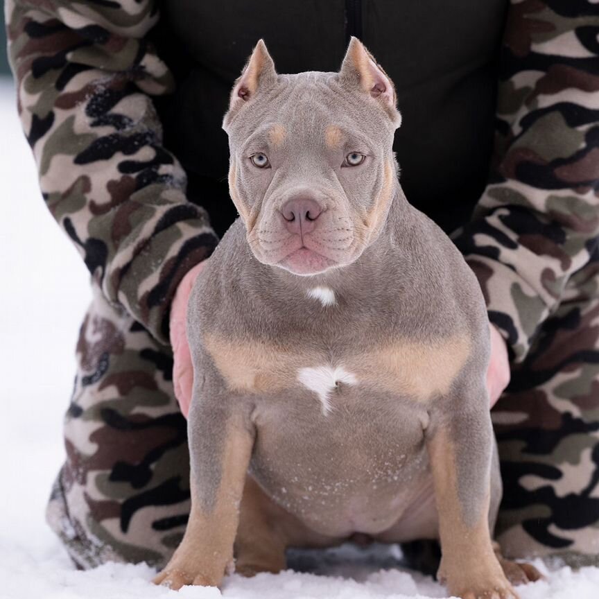 Американский булли, щенок