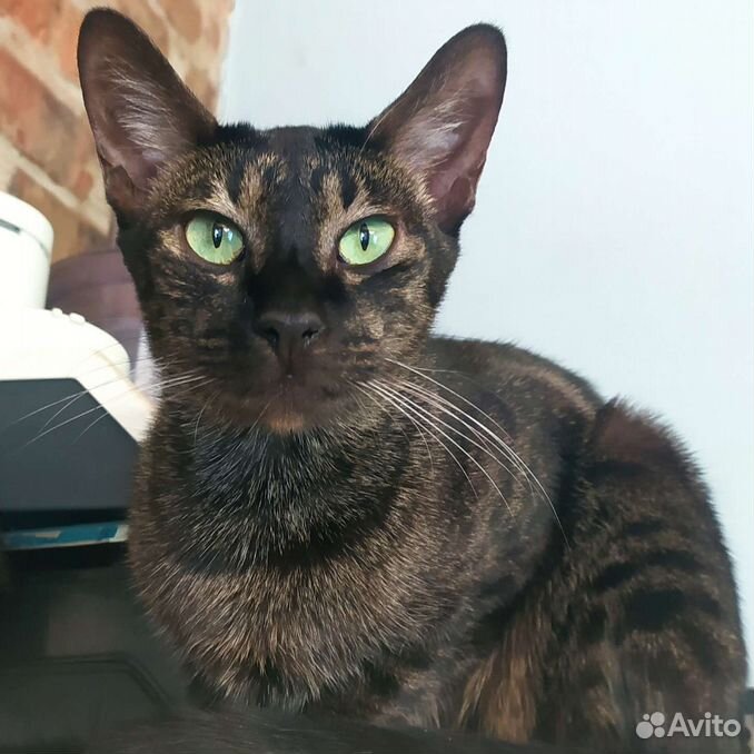 В добрые руки. Котик саванна F5
