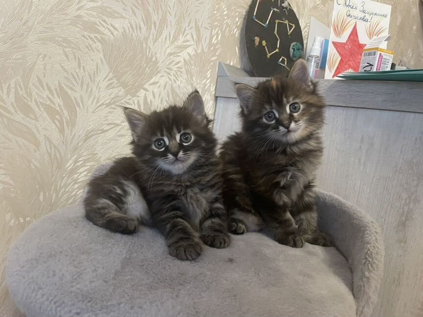 Сибирские котята