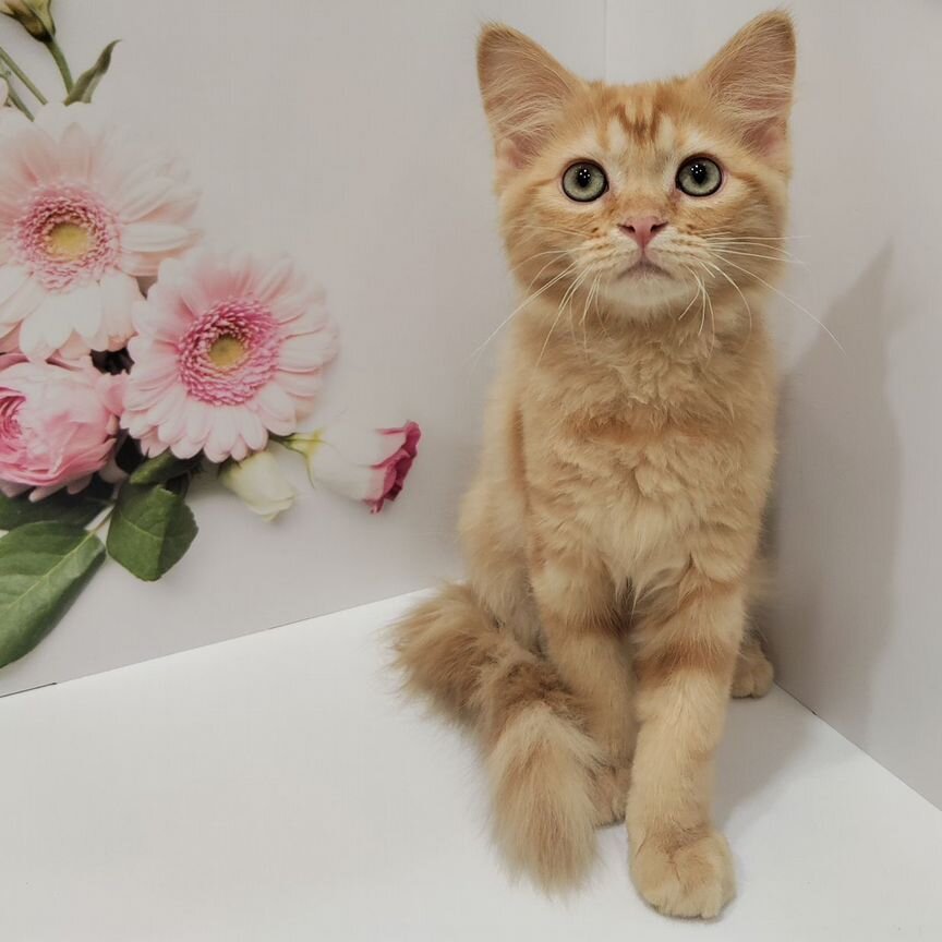 Жгучий мачо