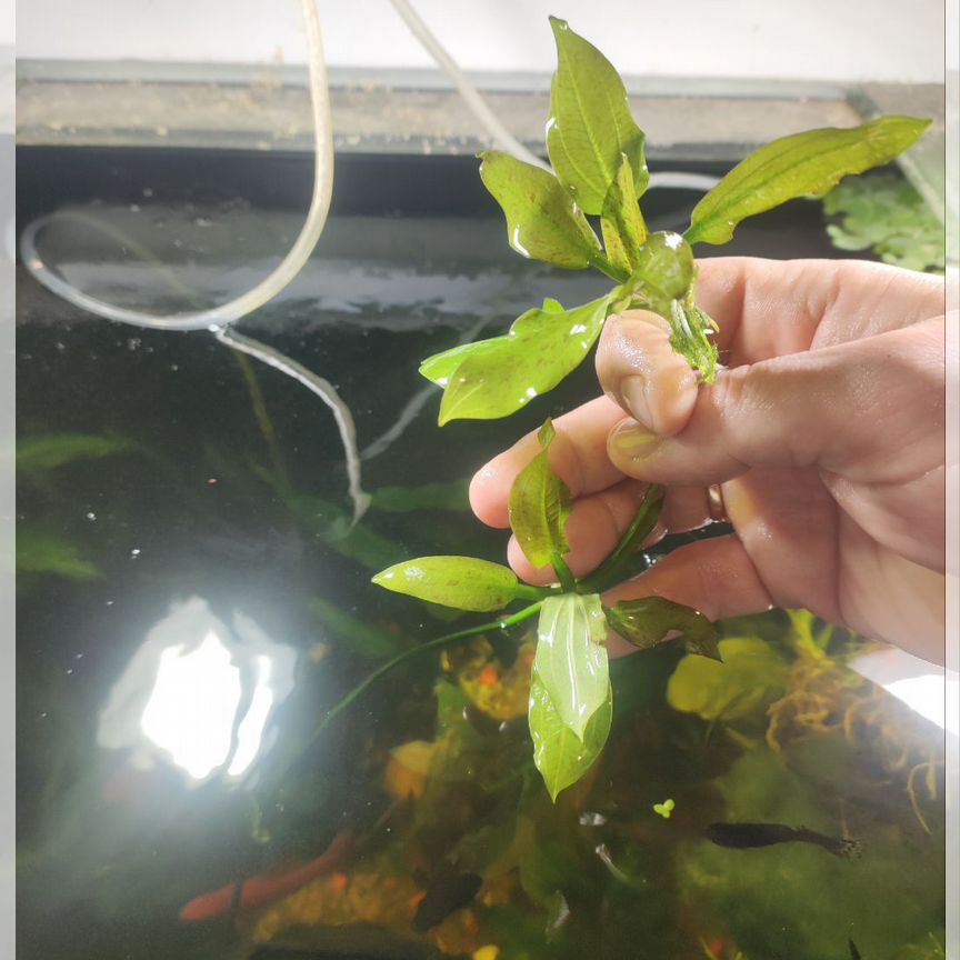 Растения для аквариума