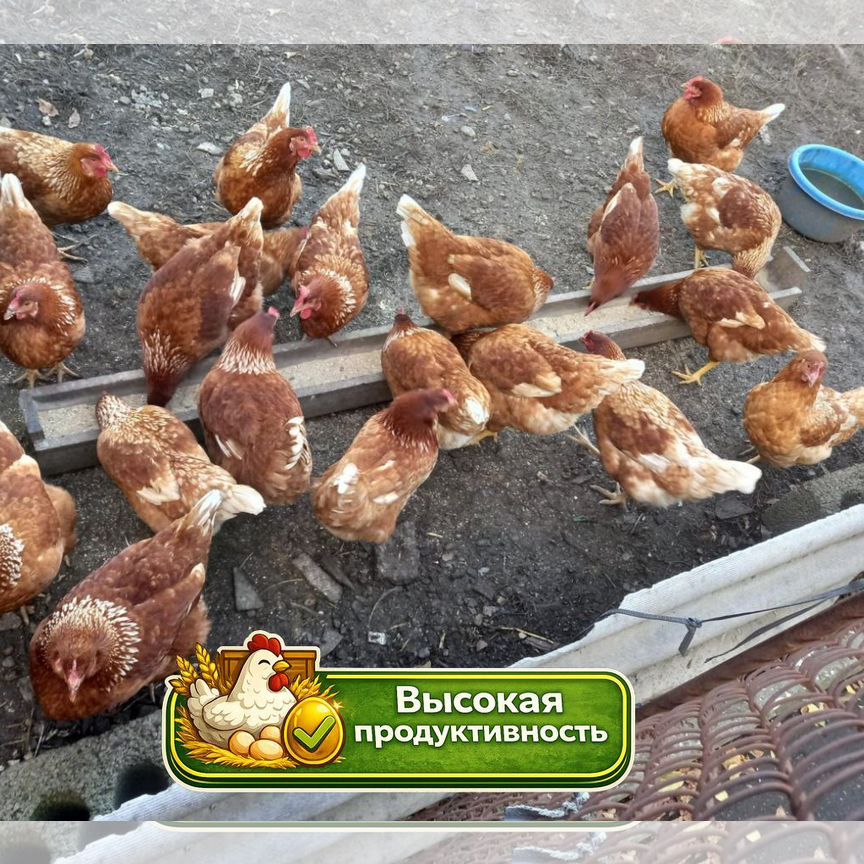 Куры несушки с доставкой