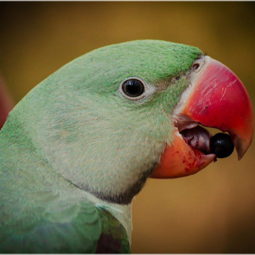 Александрийский попугай выкормыш ручной