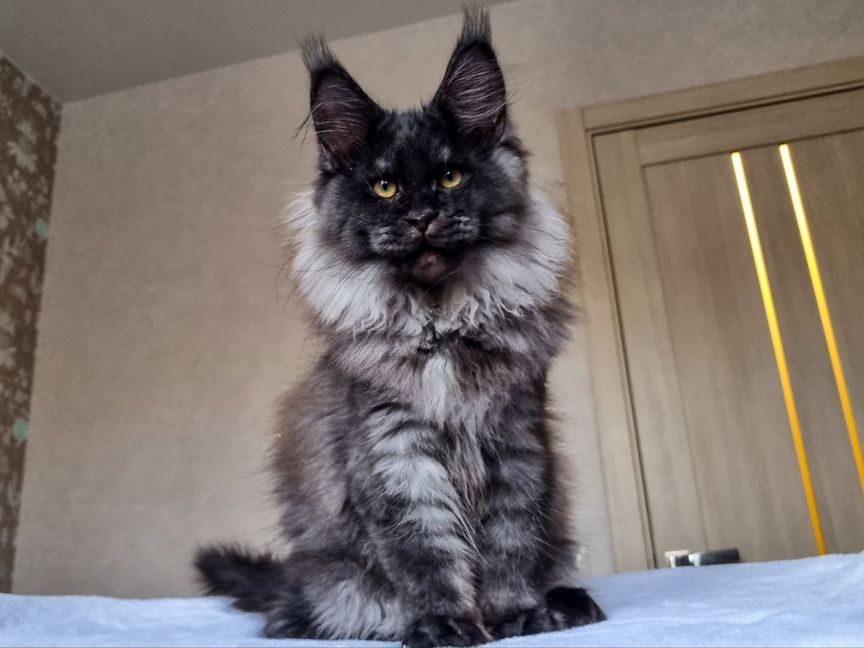 Котята мейн-кун черный дым