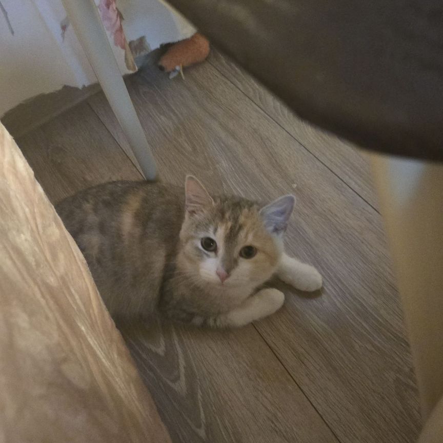 Кошка 3 месяца