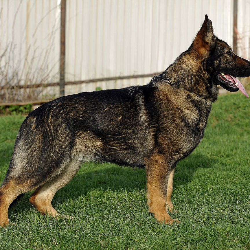 Немецкая овчарка 3 года