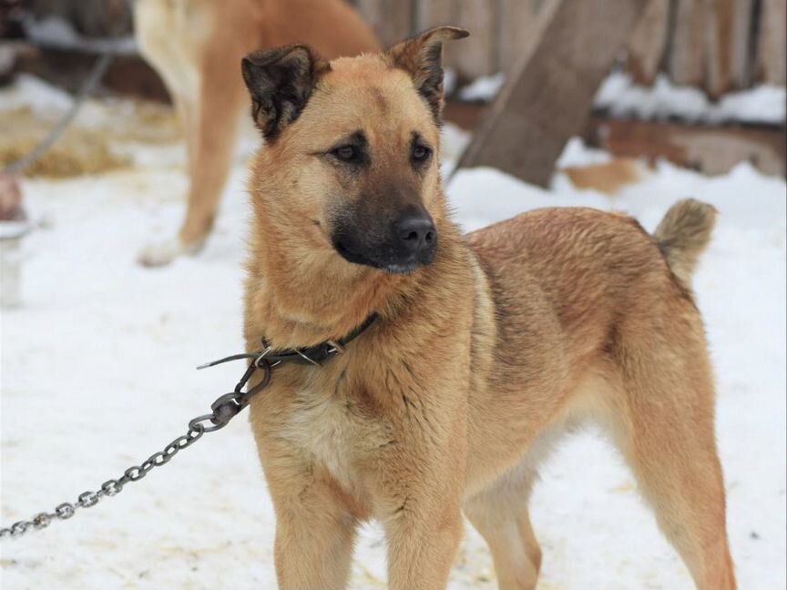 Собака в добрые руки