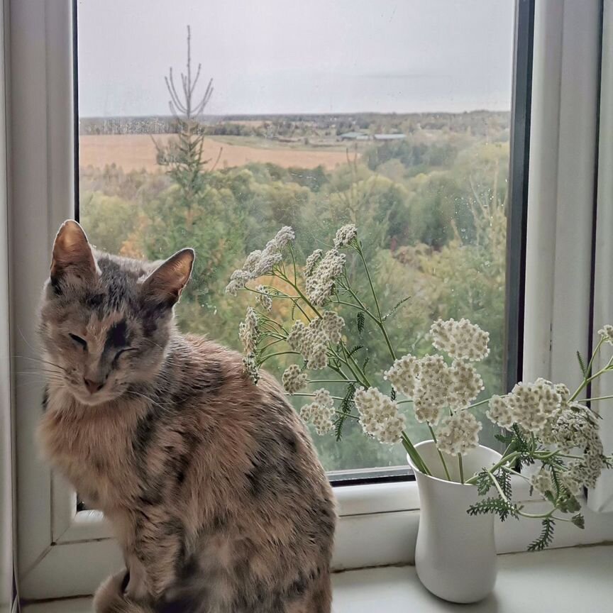 Нежная кошка Оливия ищет своего человека